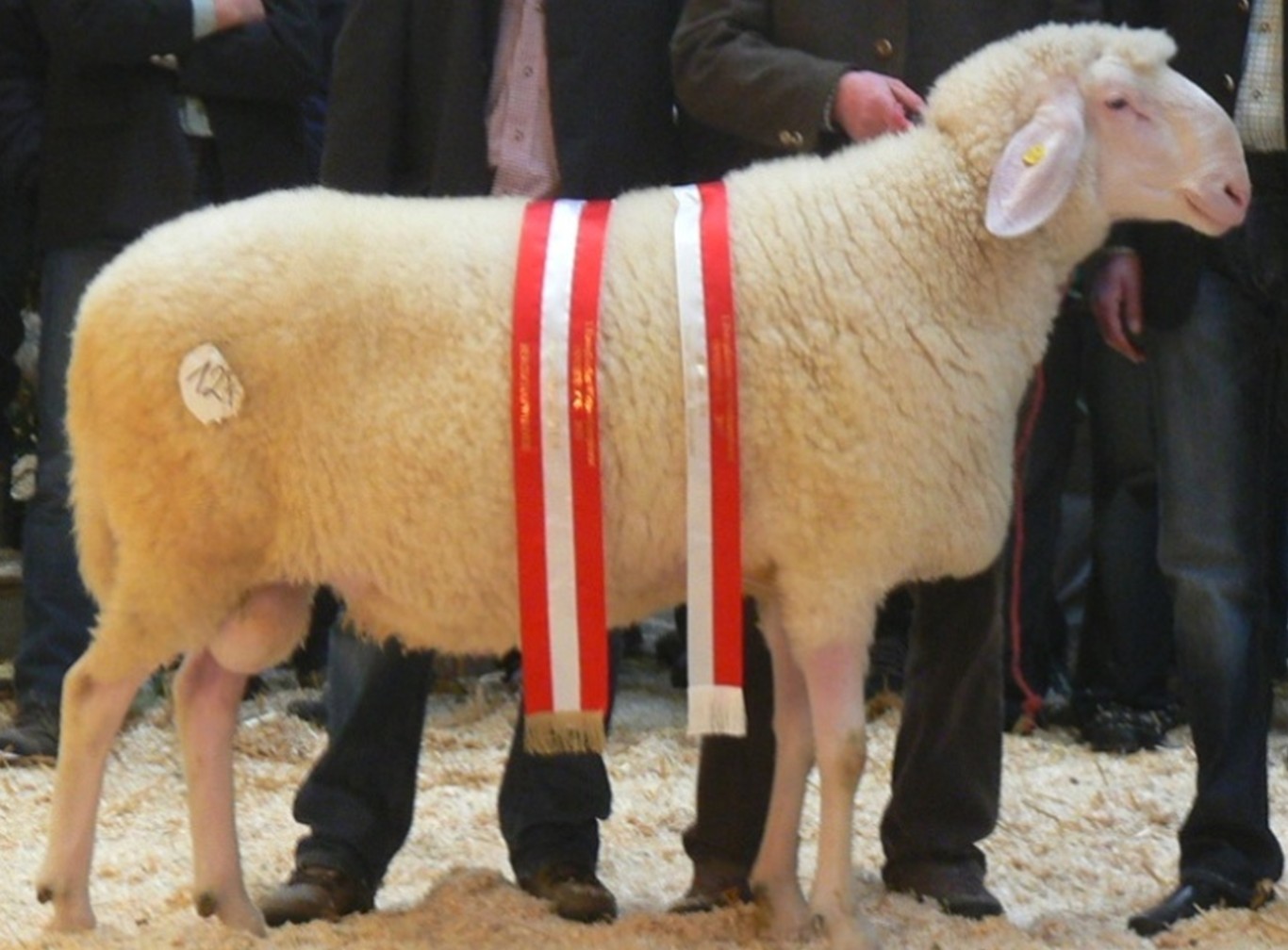 Tiroler Bergschaf | Vereinigung Deutscher Landesschafzuchtverbände e.V.